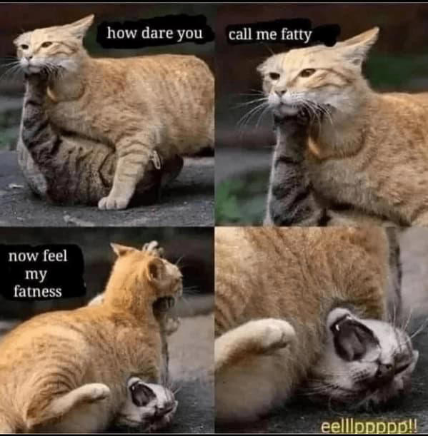 35 Hissterically Funny Cat Memes That’ll Leave You Feline Fine (April 1 ...