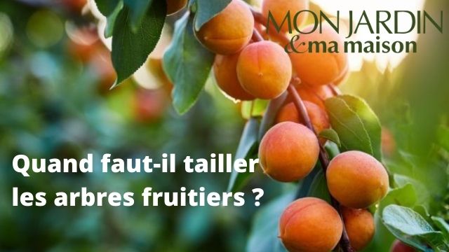 Quand faut-il tailler les arbres fruitiers