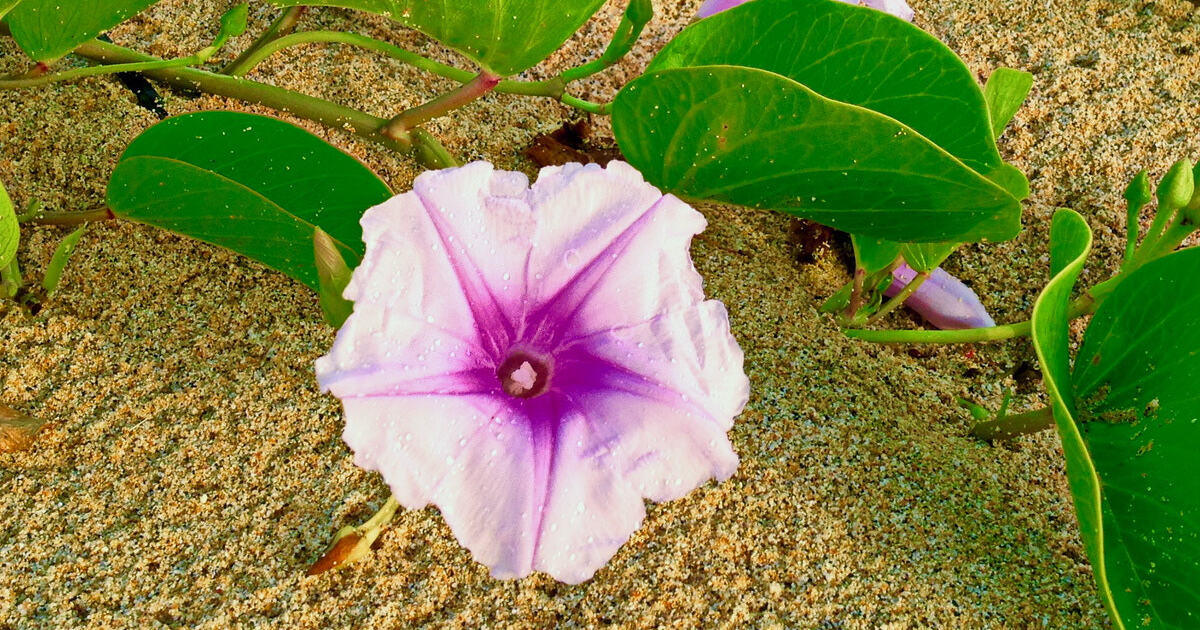 11 Vining Plants That Love Chainlink Fences