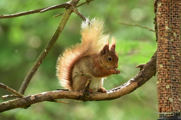 Where can you spot red squirrels in the Lake District and Cumbria?