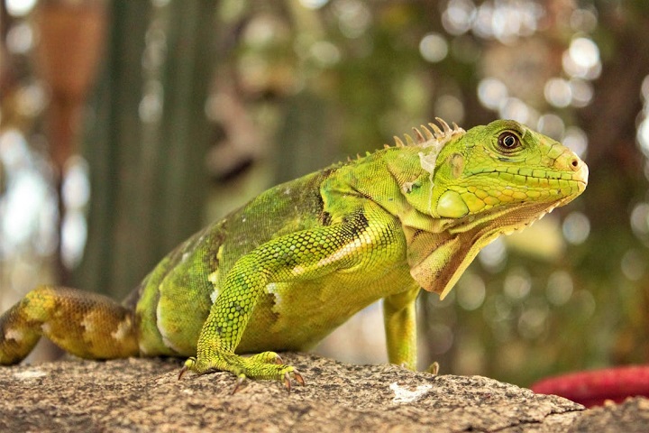 Cientistas desvendam mistério sobre iguanas
