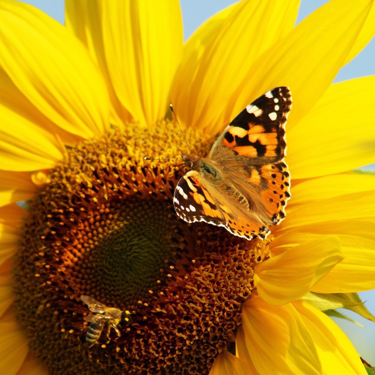 Identify and Attract a Painted Lady Butterfly