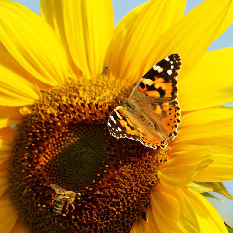 Identify and Attract a Painted Lady Butterfly