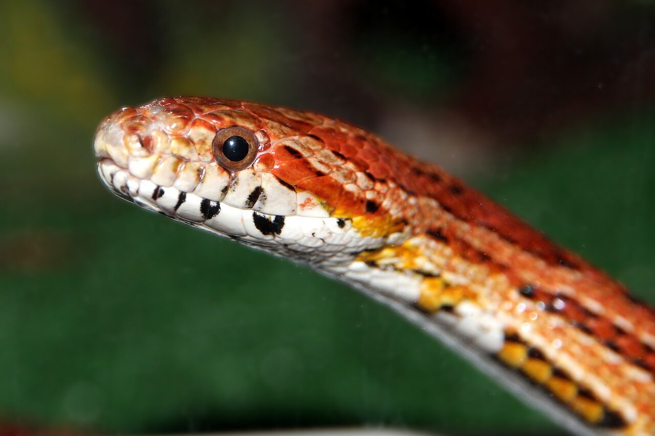 What to Consider Before Buying Your First Snake (Plus 12 Beginner ...