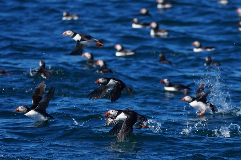 Visitors welcomed back to the Farnes Islands for spectacular puffin show