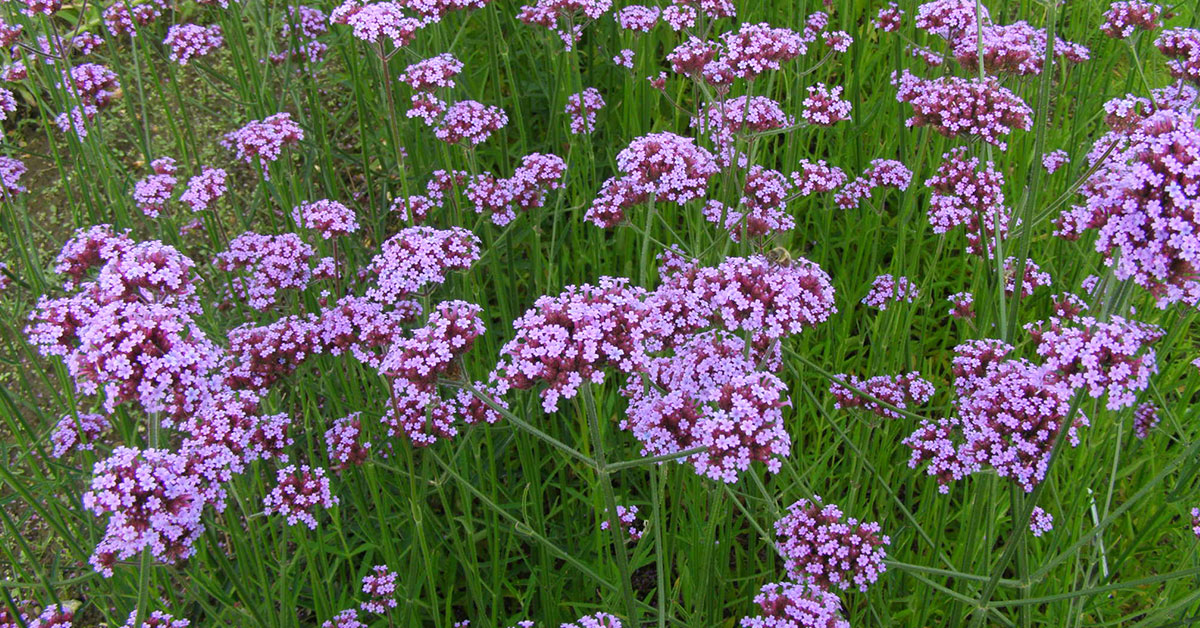 14 Annuals That Keep Stunning Blooms From Spring through Fall