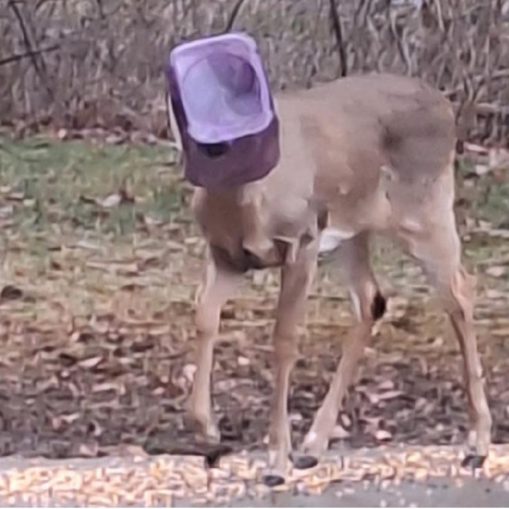 Wildlife officials try to save deer stuck in bucket