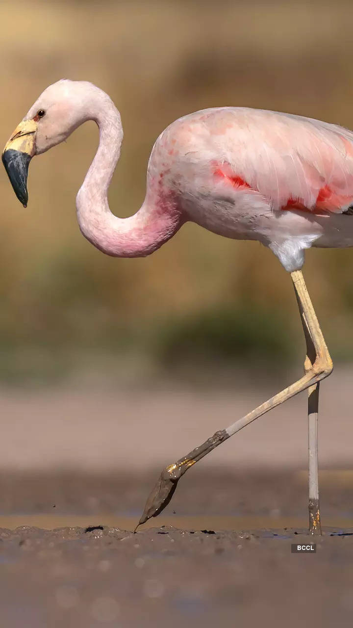 10 animals that groove and wiggle to share secret messages