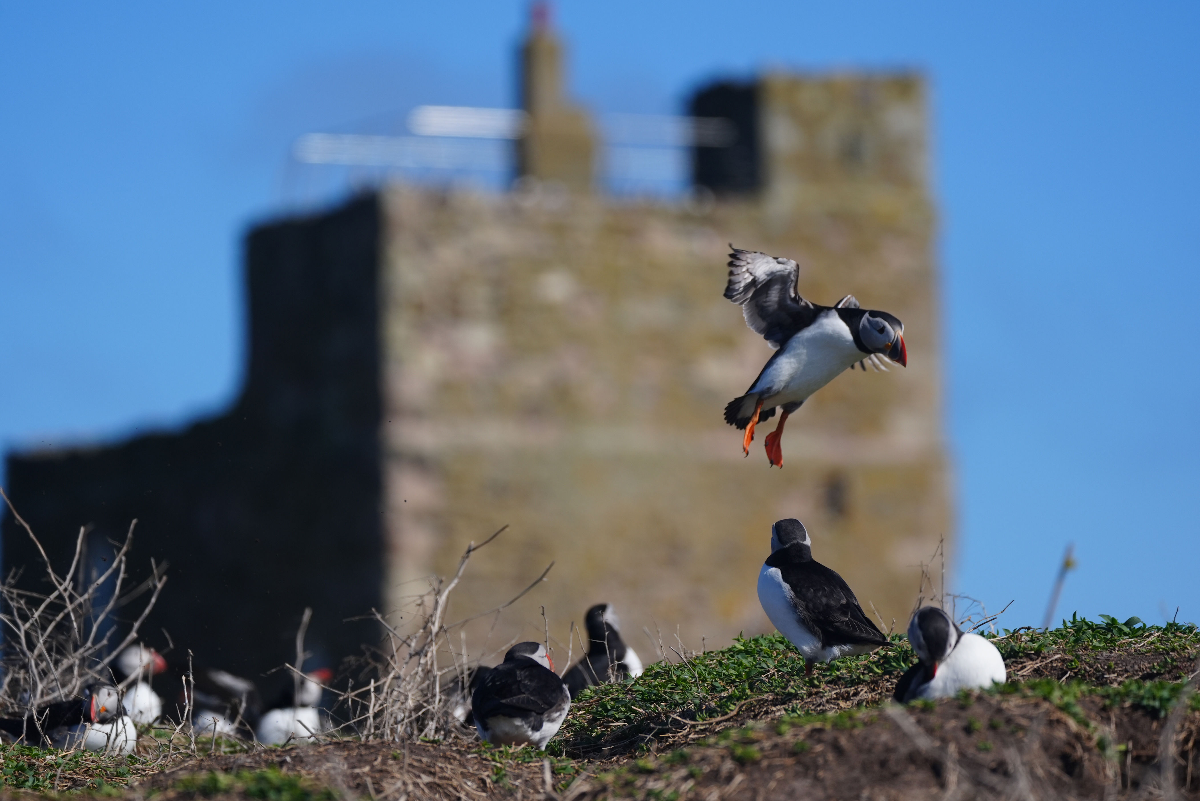 Visitors welcomed back to the Farnes Islands for spectacular puffin show