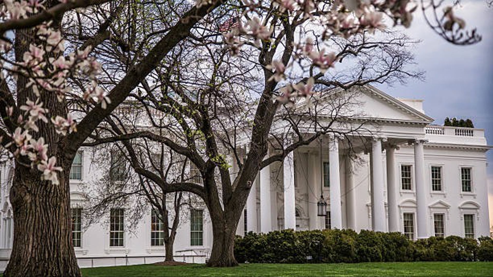 Donald Trump To Cut Down Historic Magnolia Tree