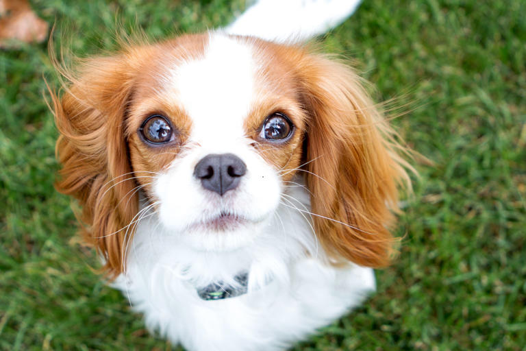 Top Toy Dogs 2025: Here are the 10 most popular breeds of adorable toy ...