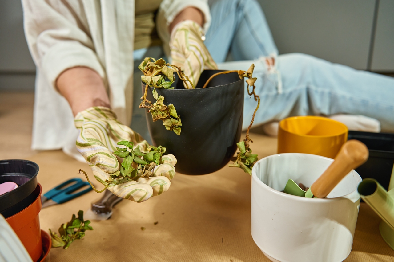 Alerte punaises de lit : attention, ces plantes peuvent grouiller de ...