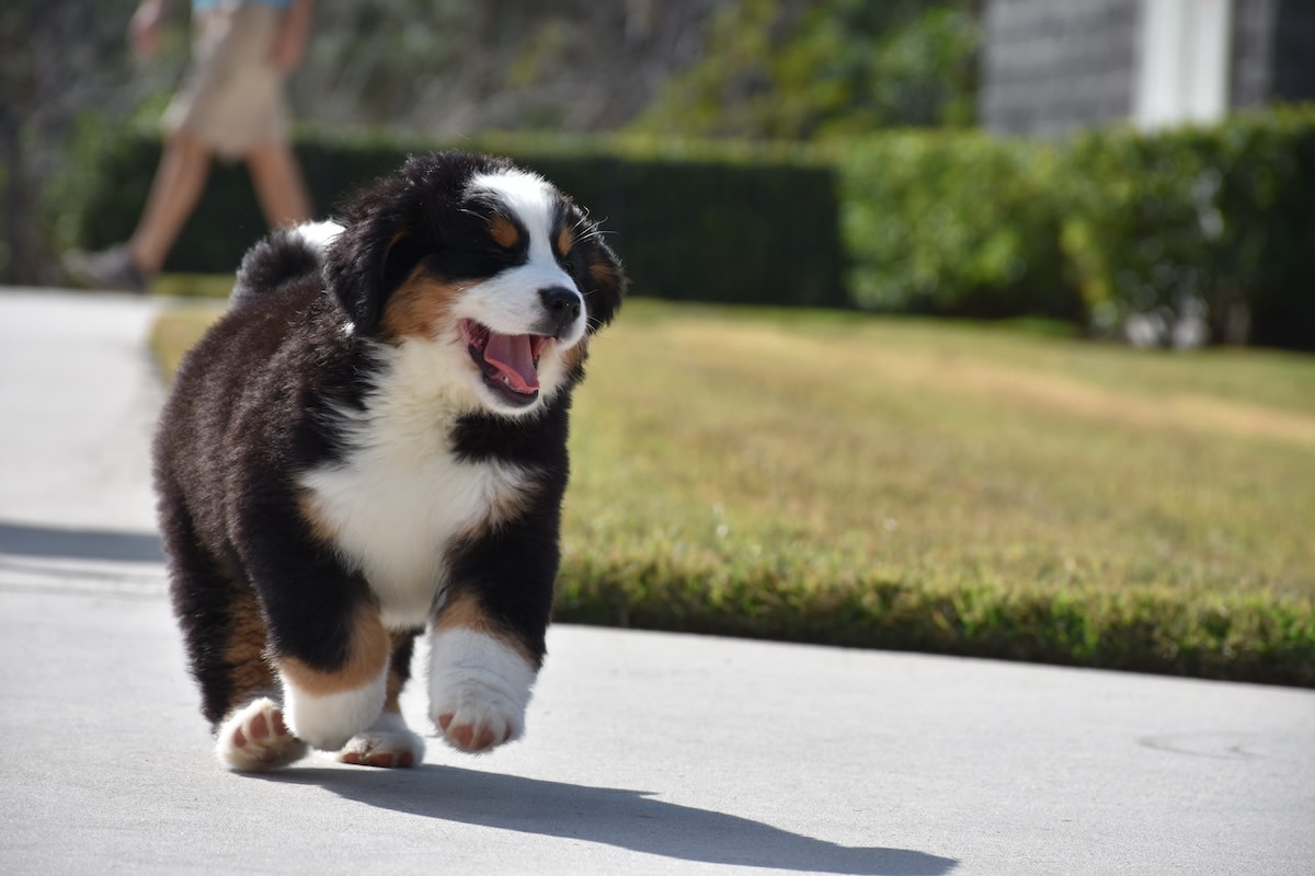 Bernese Mountain Puppies Happily Trotting Over to Mom Are the Sweetest ...