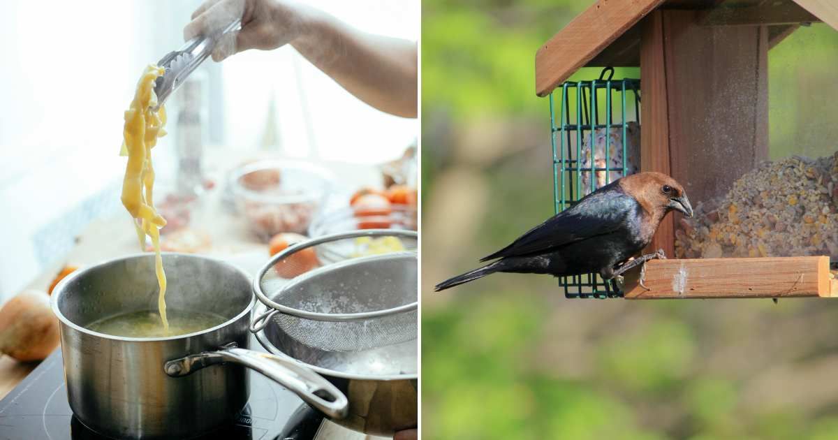 Animal Charity Urges People To Put Cooked Pasta in Bird Feeders This Spring — And It Makes Sense