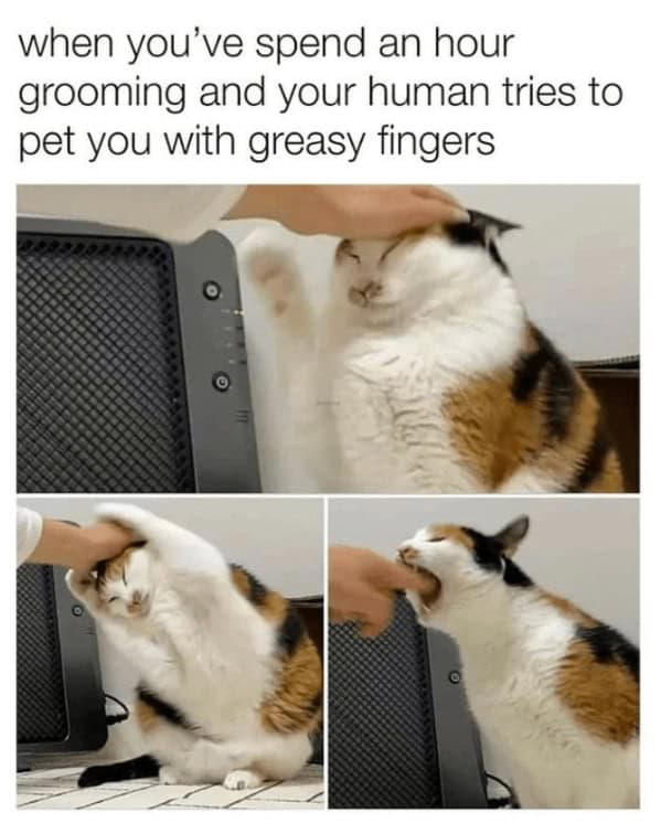 35 Hissterically Funny Cat Memes That’ll Leave You Feline Fine (April 1 ...