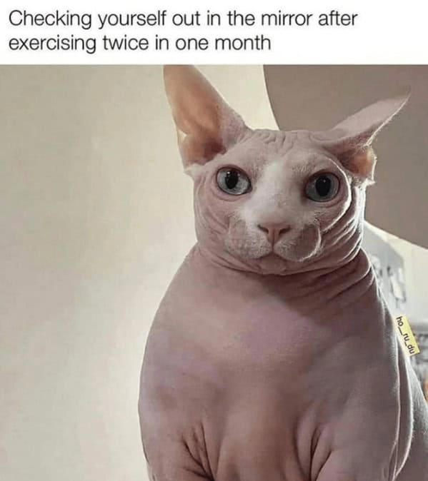 35 Hissterically Funny Cat Memes That’ll Leave You Feline Fine (April 1 ...