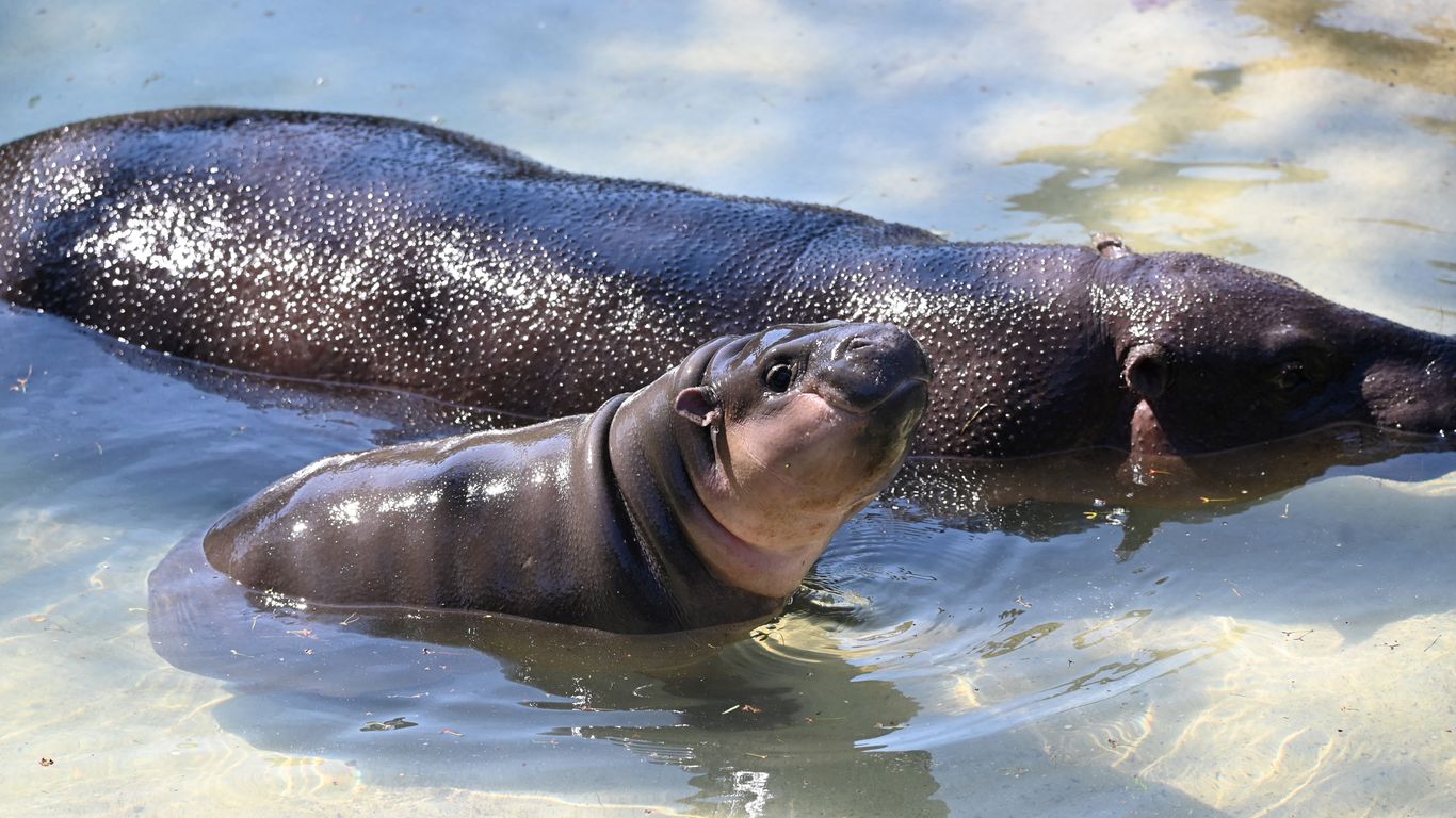 Poppy the famous pygmy hippo make outdoor debut at Richmond zoo