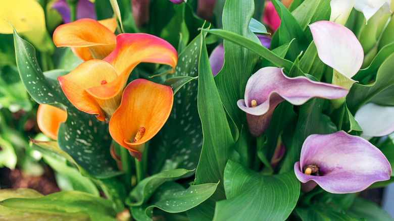 The Herb That Should Stay Far Away From Your Calla Lilies