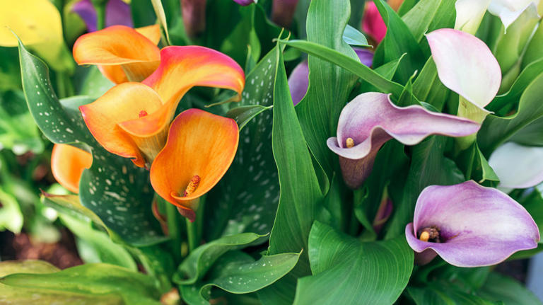 The Herb That Should Stay Far Away From Your Calla Lilies