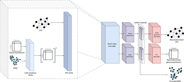 Novel AI-based method reveals how cells respond to drug treatments