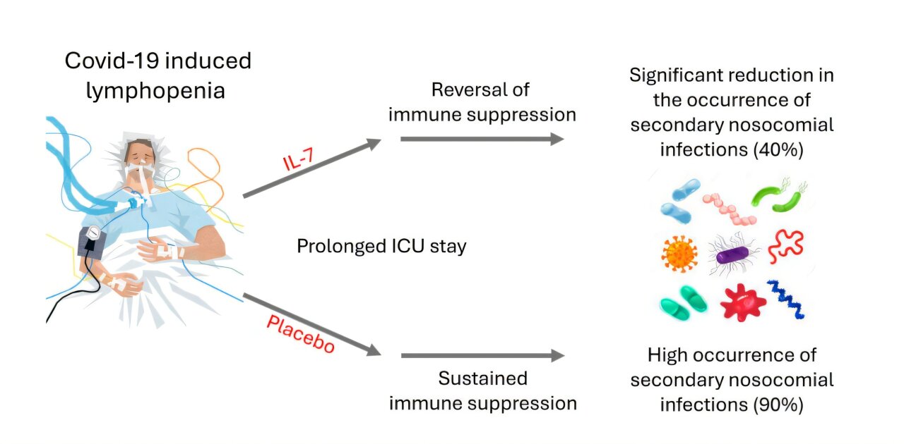 IL-7 treatment shows promise in reducing lethal secondary infections in ...
