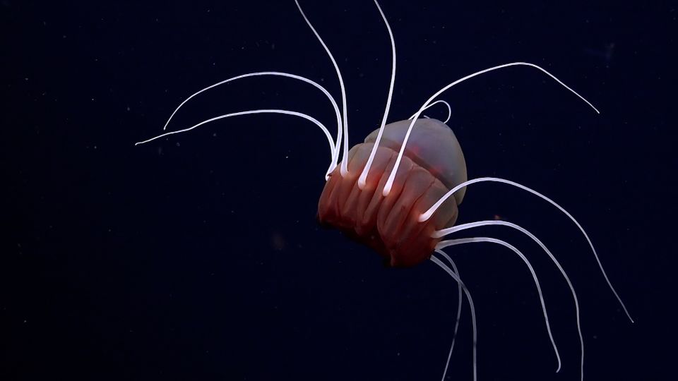 Scientists spot mesmerizing creatures after iceberg snaps off ice shelf