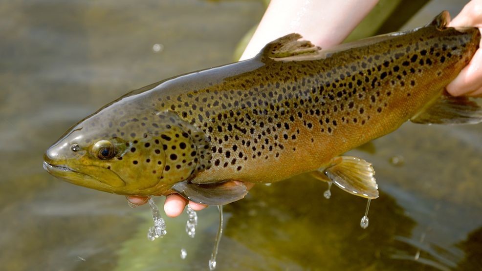 It's officially Spring Trout Fishing Season in NYS! You can track where ...