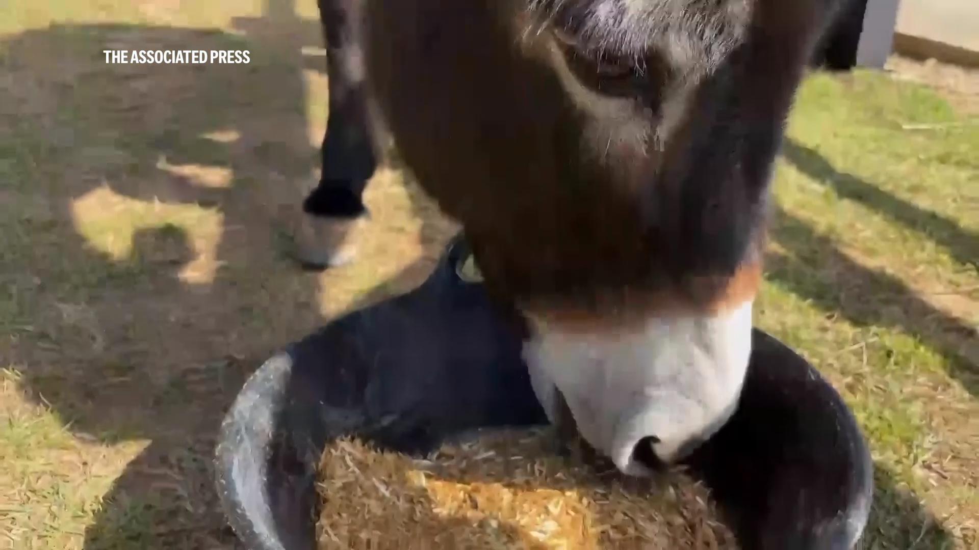 Rare twin donkeys born on UK farm