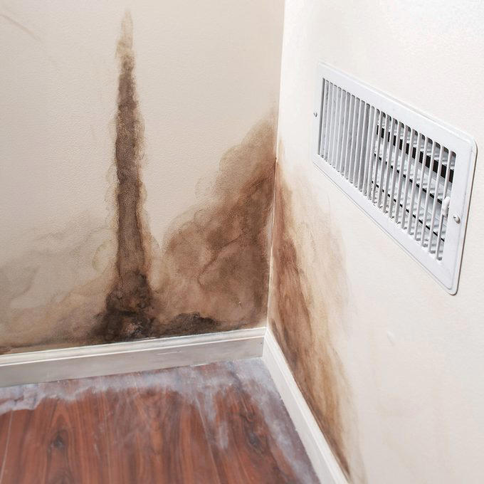 10 Tips For Removing Mold and Mildew Before It Becomes a Problem