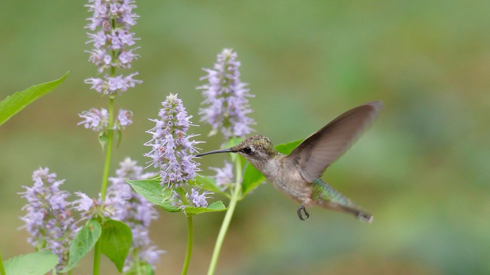 What is the best time of day to see hummingbirds? We reveal the ideal ...