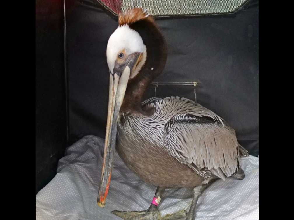 Toxic Algae Sickens Seabirds In OC: What To Know