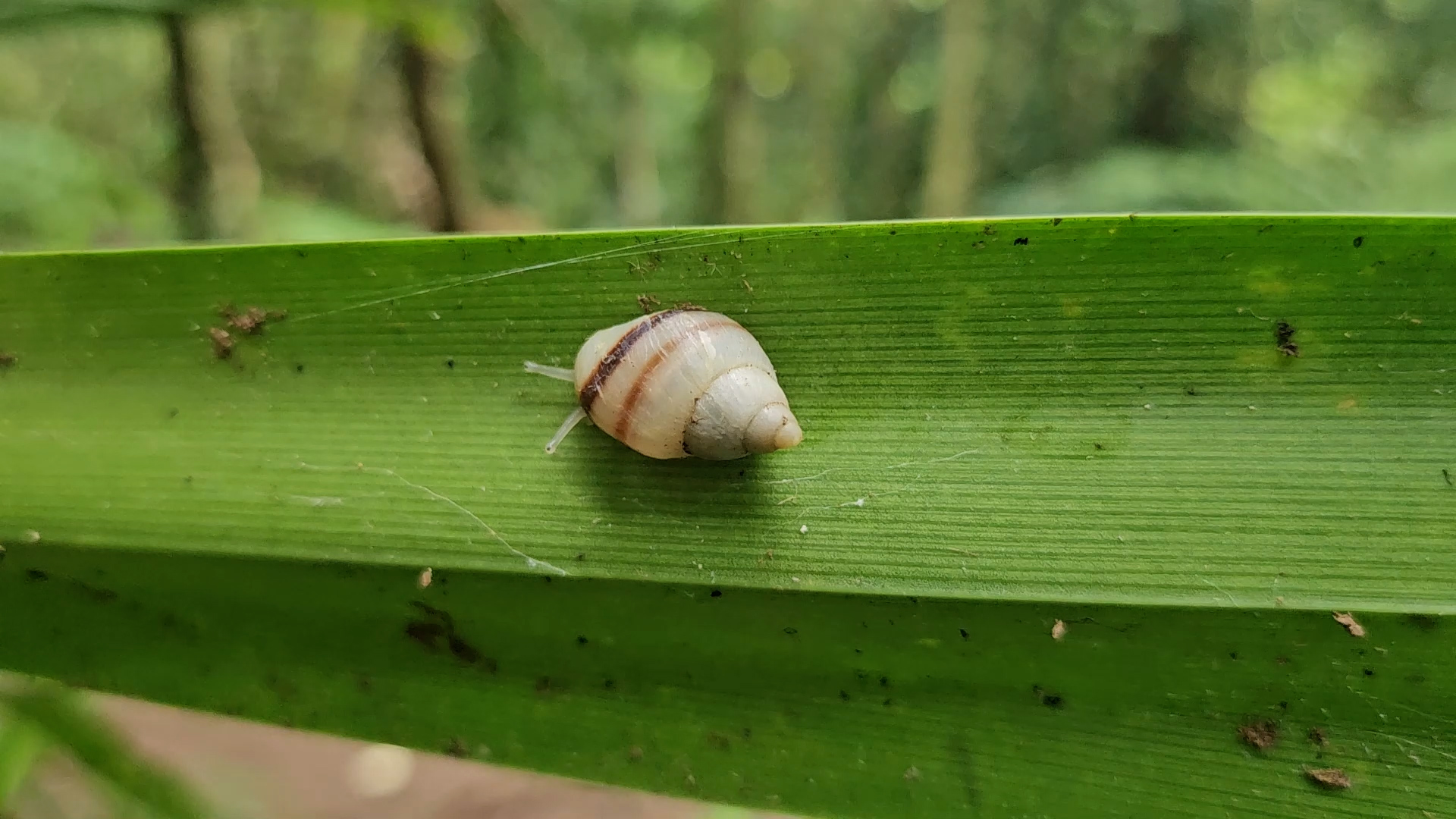 RAW VIDEO: Scientists Shell-ebrate After Bringing Snail Back From ...