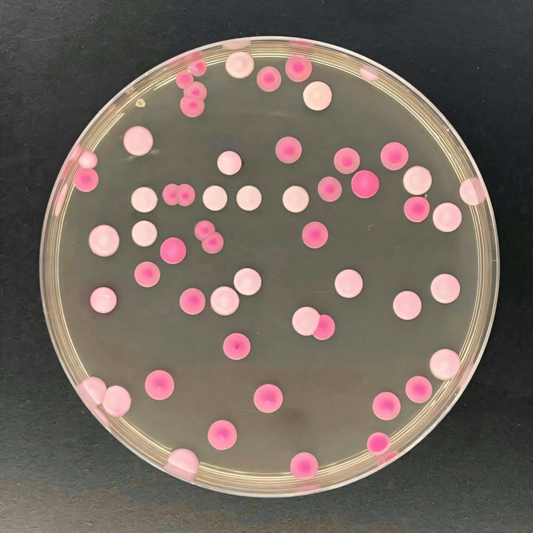 Use of antifungals in agriculture may increase resistance in an ...