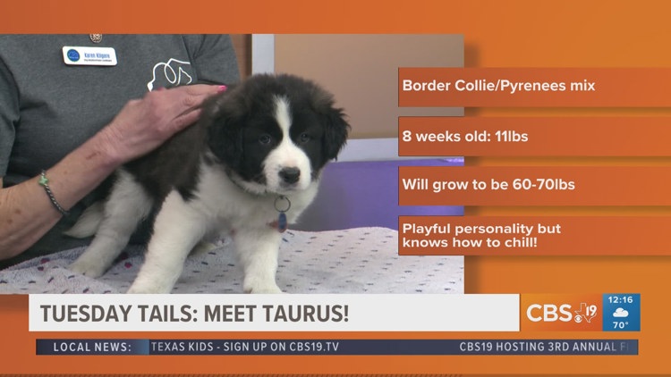 TUESDAY TAILS: Meet Taurus from the SPCA of East Texas