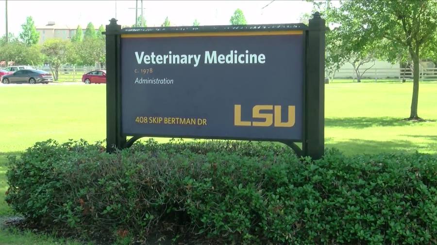 LSU Vet School treats three Texas horses linked to EHV-1 outbreak