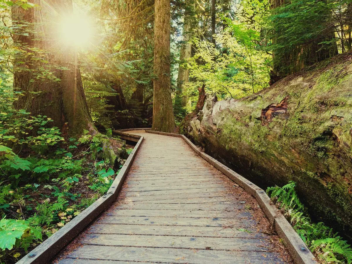 Mumbai unveils its first elevated tree top walk at Malabar Hill; check ...