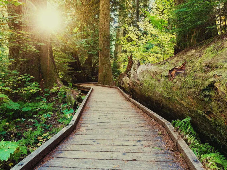 Mumbai unveils its first elevated tree top walk at Malabar Hill; check ...