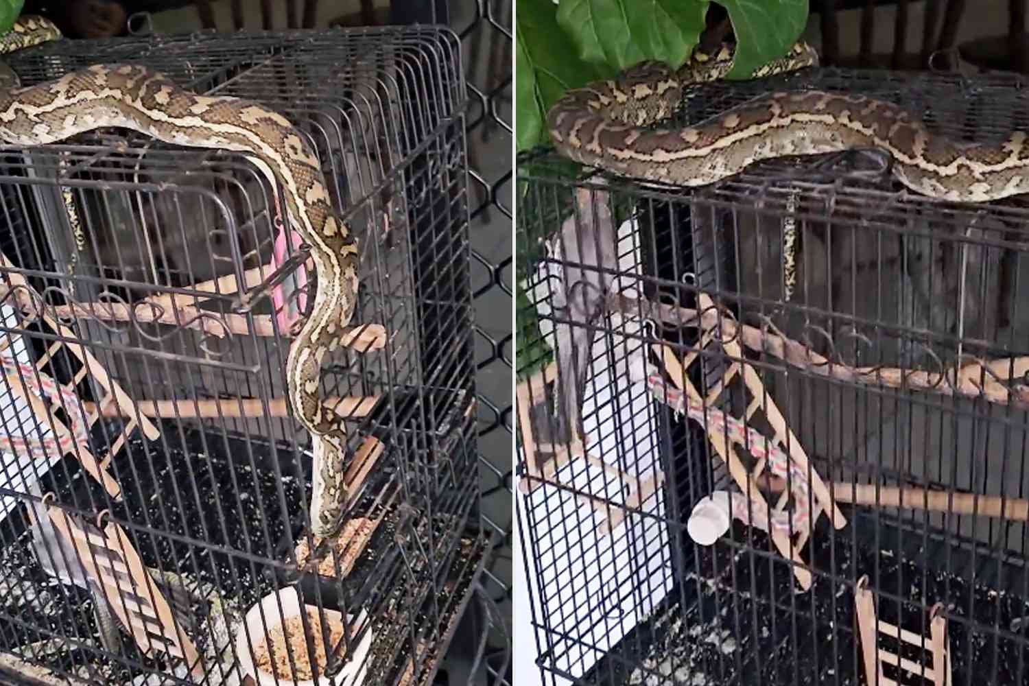 Snake Handler Catches Python Squeezing into a Pet Bird's Cage Moments ...