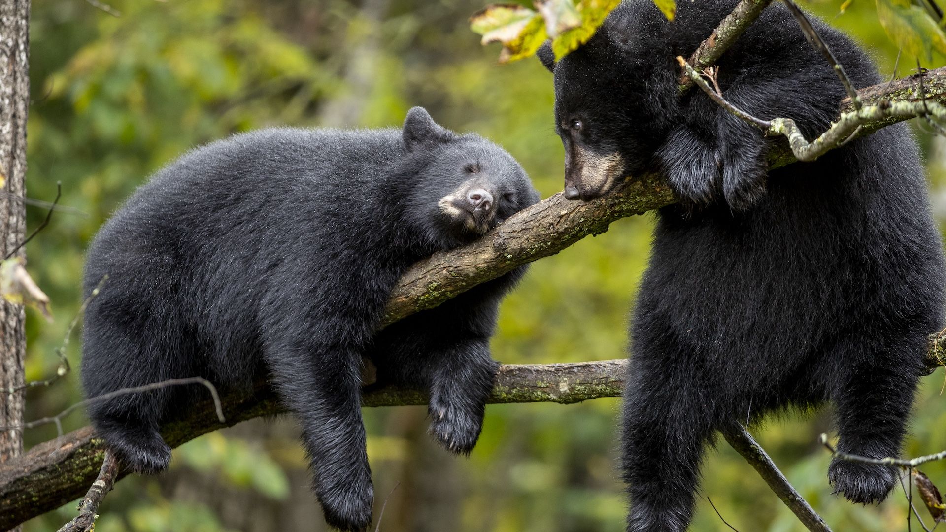 Bears: Facts about the furry omnivores that live in many parts of the world