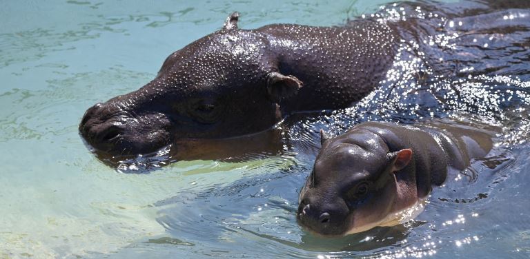 Baby hippo debuts in her outdoor space at Richmond zoo in Virginia