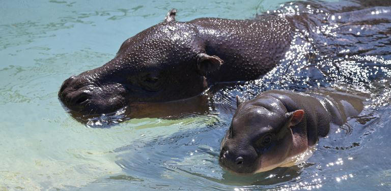 Baby hippo debuts in her outdoor space at Richmond zoo in Virginia