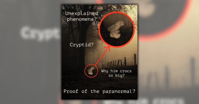 23 Peculiar Pet Memes Pretending to be Poised But They're Weird