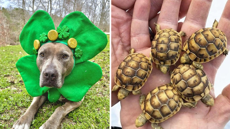 20 Animals Ready For Spring