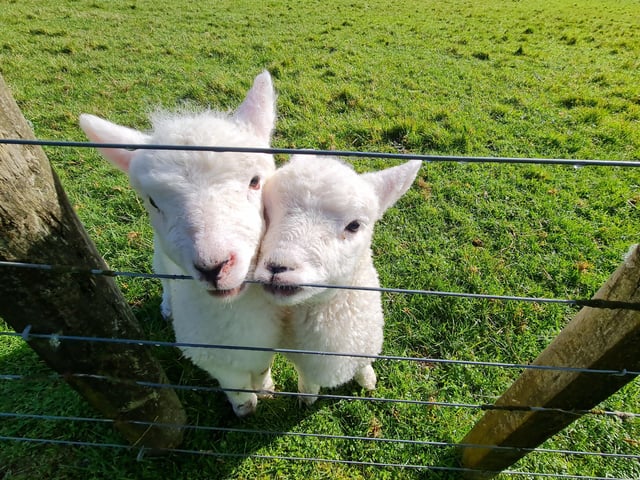 20 Animals Ready For Spring