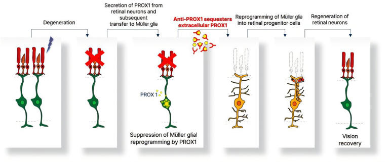 Vision restored: Retinal therapy research marks first successful ...