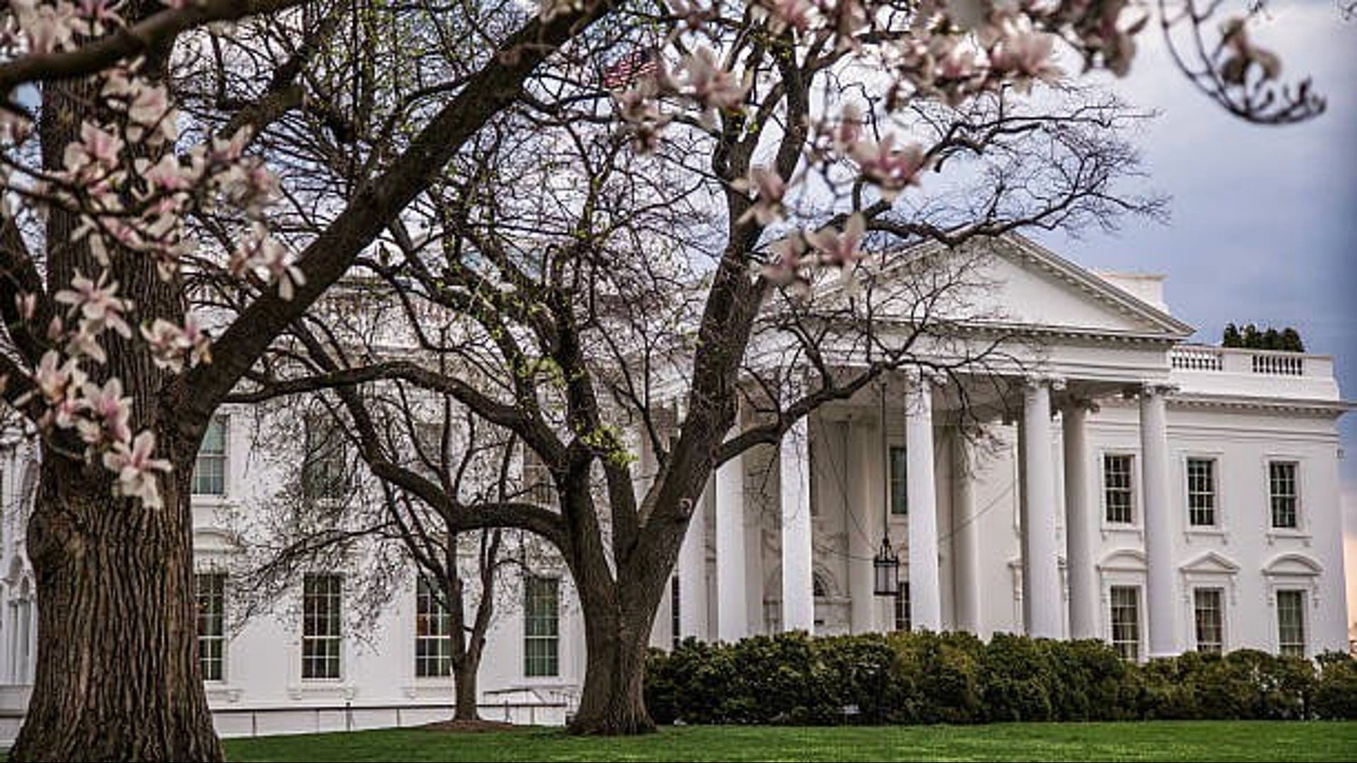 Donald Trump Veut Abattre Un Magnolia Historique Et Déclenche Des Critiques
