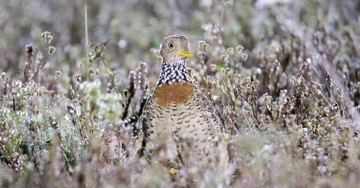Scientists used AI to analyze thousands of bird calls. They found an ...