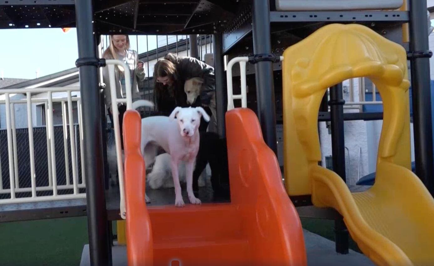 Leigh’s Lost and Found Digital Extra: Springfield dog trainer adds new ...