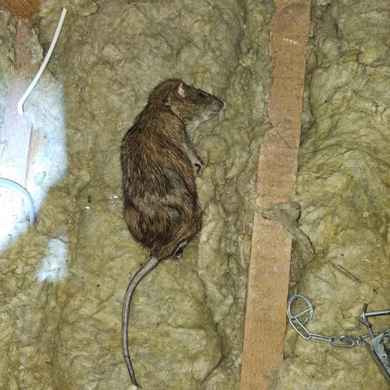 Birmingham’s busiest rat man is catching rodents the size of a dog