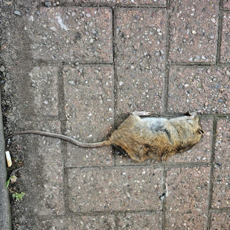 Birmingham’s busiest rat man is catching rodents the size of a dog